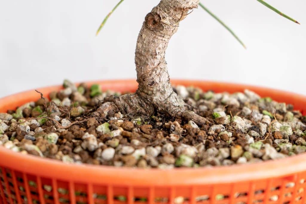 Bonsai Development Series #11: Culling trees with poor characteristics ...