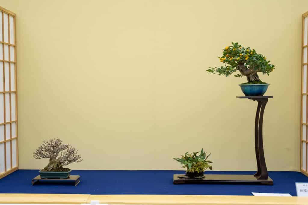 Alternatives to shohin box displays - Bonsai Tonight