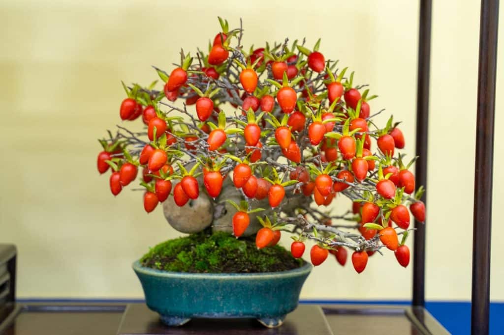 Beautiful shohin at the 2019 Gafu-ten exhibit - Bonsai Tonight