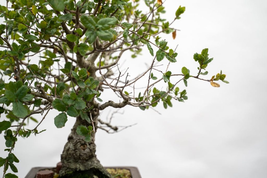 Reducing primary branches on coast live oak - Bonsai Tonight