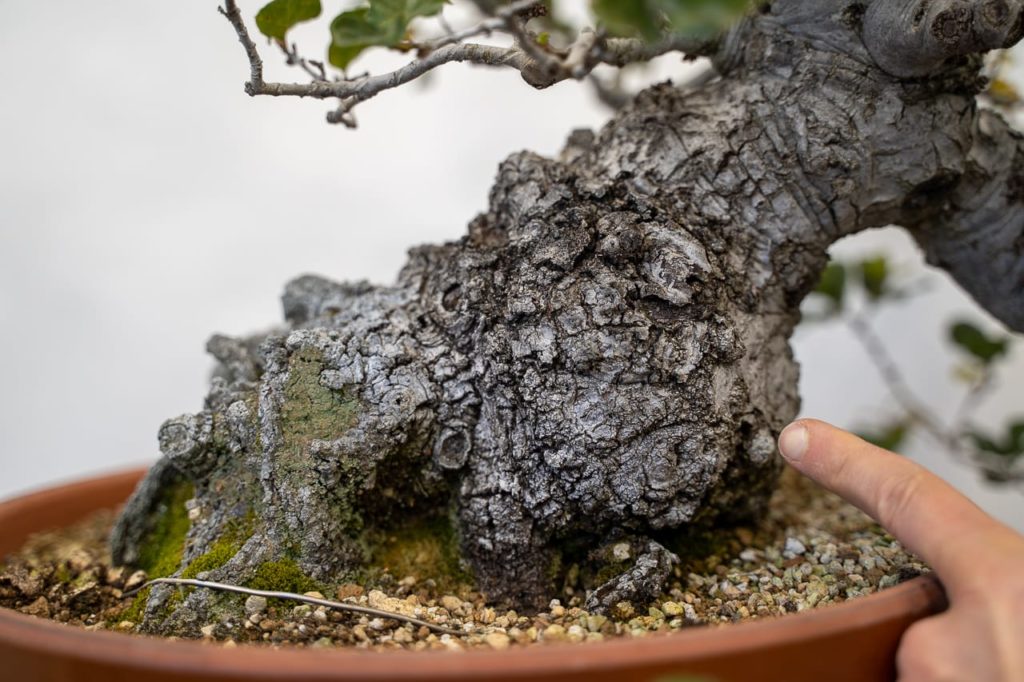 Rehabilitating a Coast live oak - Bonsai Tonight