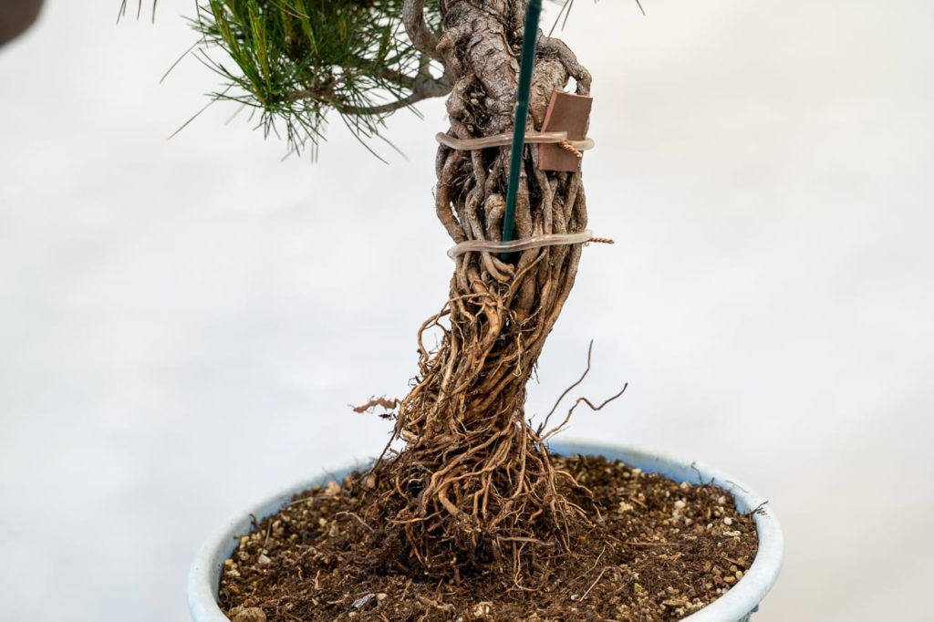 Refining the roots on an exposed root pine - Bonsai Tonight