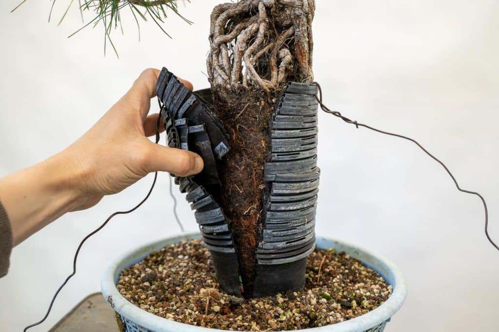 Refining the roots on an exposed root pine - Bonsai Tonight