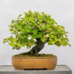 Leaf pruning vs. partial defoliation - Bonsai Tonight