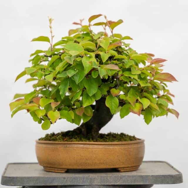 Leaf pruning vs. partial defoliation - Bonsai Tonight