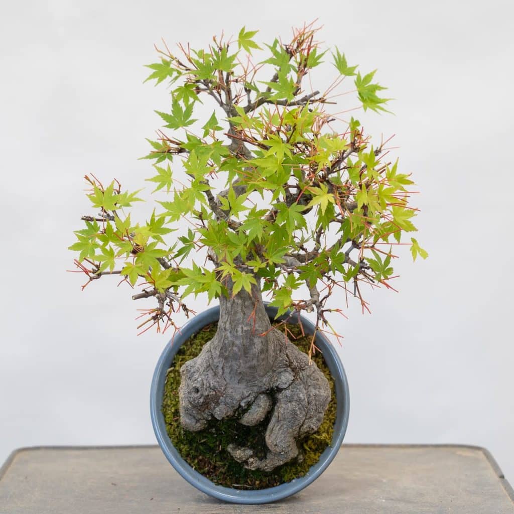 Defoliate Japanese Maple Bonsai at Edward Calvo blog