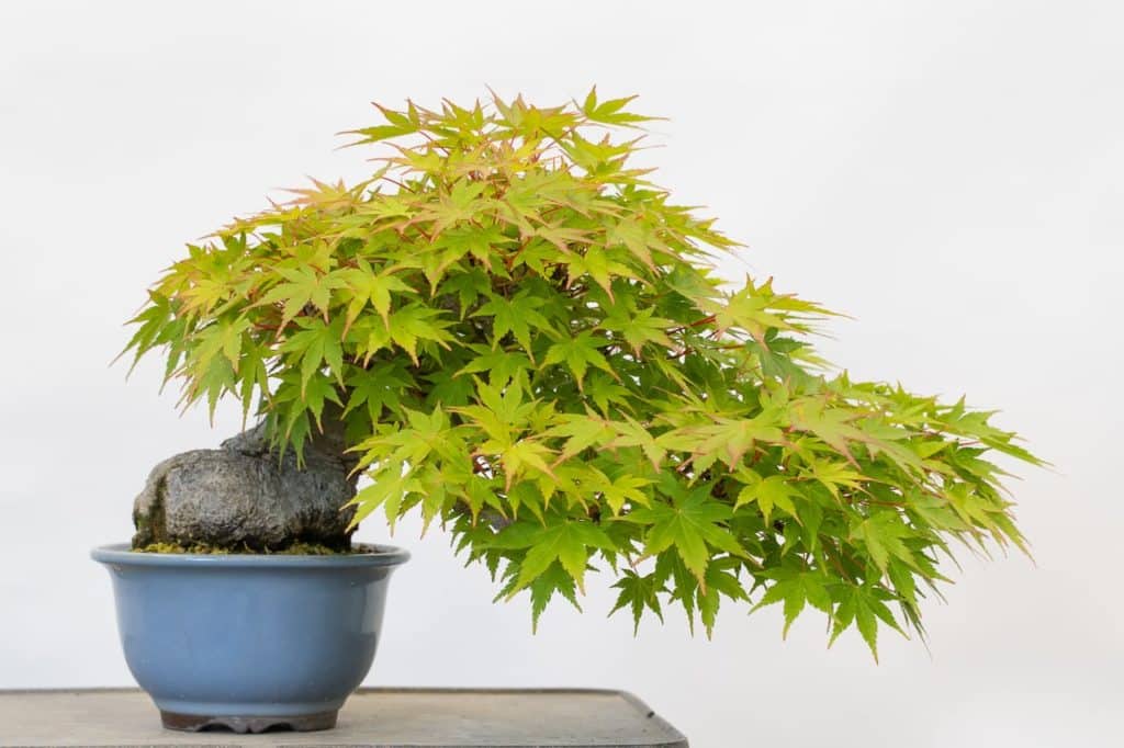 Defoliate Japanese Maple Bonsai at Edward Calvo blog