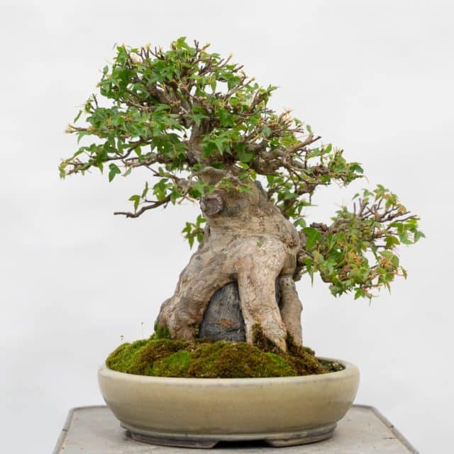 Leaf pruning vs. partial defoliation - Bonsai Tonight