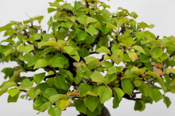 Leaf pruning vs. partial defoliation - Bonsai Tonight