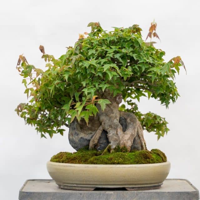 Leaf pruning vs. partial defoliation - Bonsai Tonight