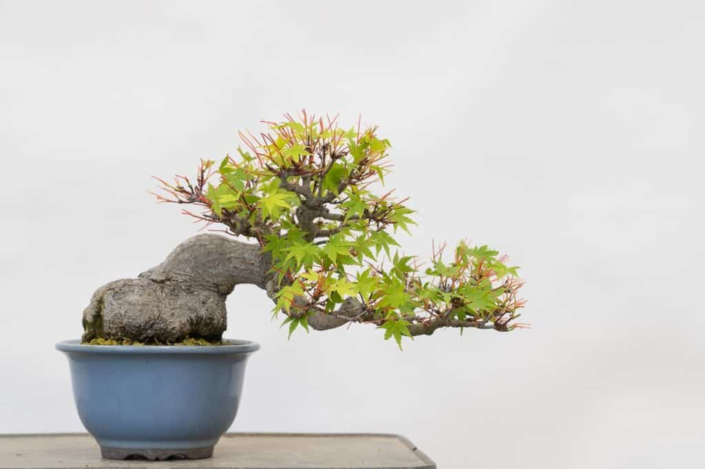 Defoliate Japanese Maple Bonsai at Edward Calvo blog