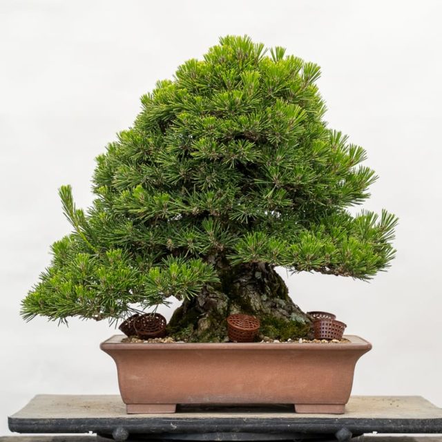 Spring maintenance on black pine - pulling needles and decandling - Bonsai Tonight