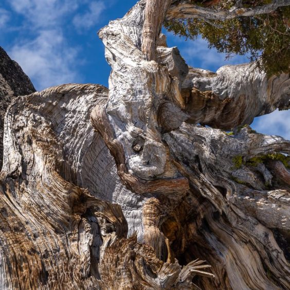 Appreciating a massive, and ancient, Sierra juniper - Bonsai Tonight