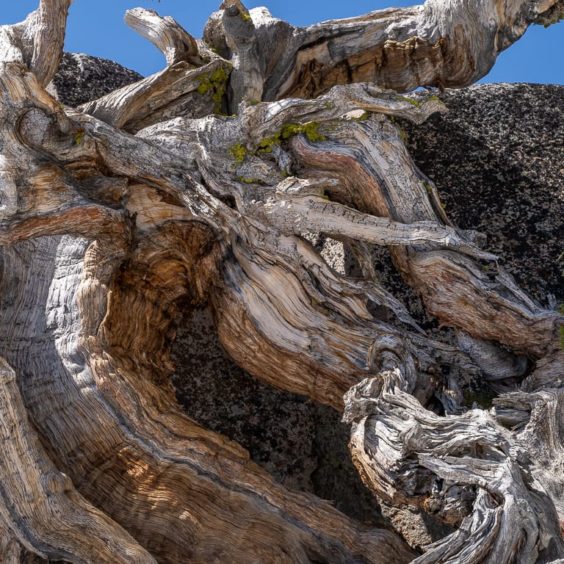 Appreciating a massive, and ancient, Sierra juniper - Bonsai Tonight