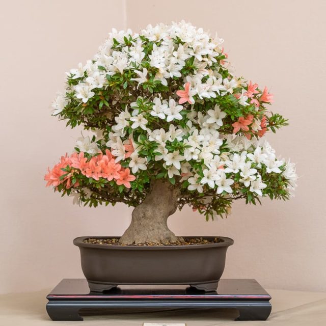 Bonsai on display at Sei Boku Bonsai Kai's 36th annual exhibit - Bonsai ...