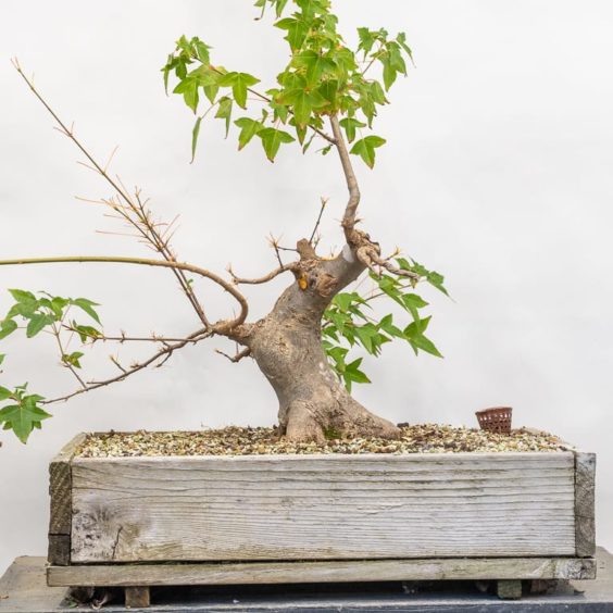 Developing field-grown trident maple - taking the next step - Bonsai Tonight