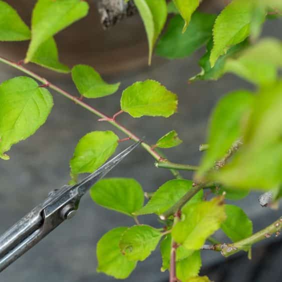 Directional pruning - a tip from Andrew Robson - Bonsai Tonight