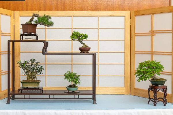 Bonsai displays at the Bay Area Suiseki and Shohin Show - Bonsai Tonight
