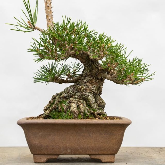 Balancing vigor on pines with sacrifice branches - Bonsai Tonight