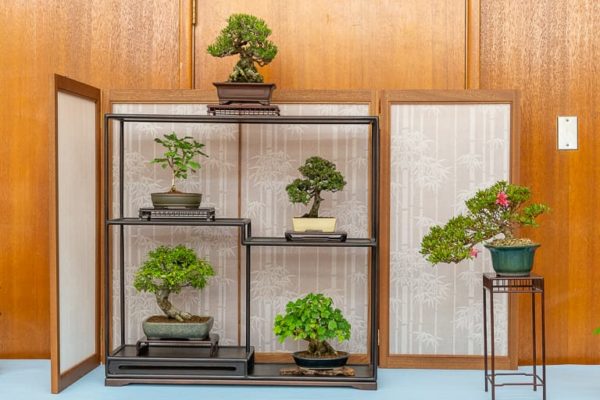Bonsai displays at the Bay Area Suiseki and Shohin Show - Bonsai Tonight