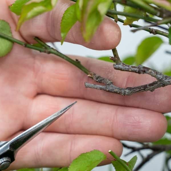 Directional pruning - a tip from Andrew Robson - Bonsai Tonight