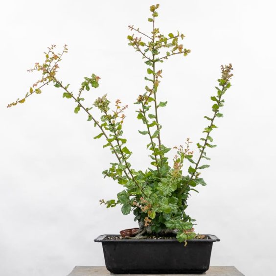 Coast live oak - initial styling - Bonsai Tonight