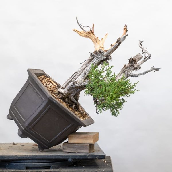 Initial styling on a Rocky Mountain juniper - Bonsai Tonight