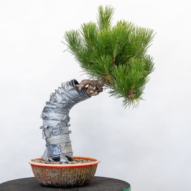 Bonsai Development Series #17: Thin foliage to preserve interior shoots ...