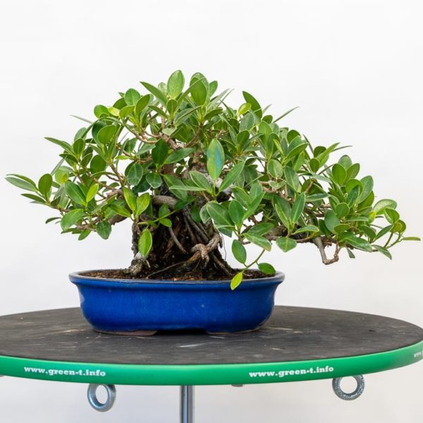 Cutback and wiring a Green Island ficus - Bonsai Tonight