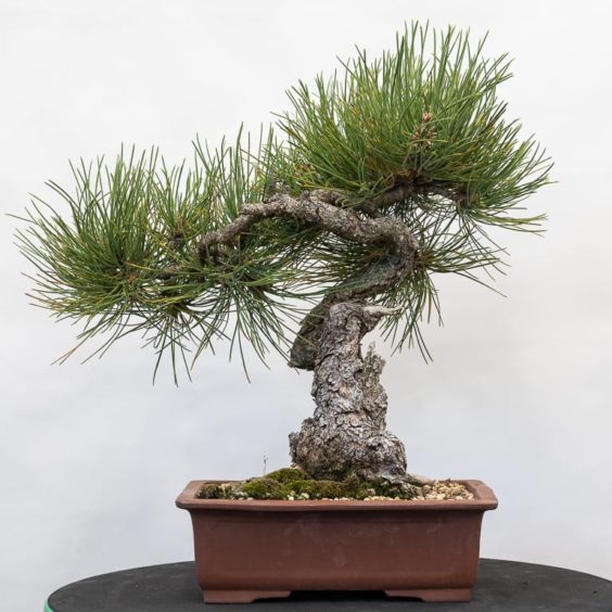 Initial styling on a Ponderosa pine - Bonsai Tonight