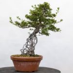 Homing in on the ideal environment for satsuki azaleas - Bonsai Tonight