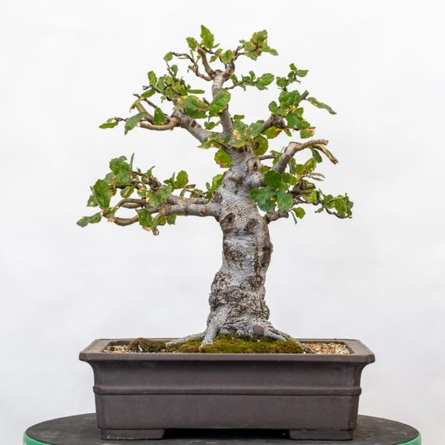 Branch development on Coast Live Oak - results after 8 months - Bonsai ...