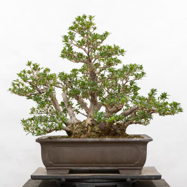 The benefits of thinning satsuki azaleas in fall - Bonsai Tonight