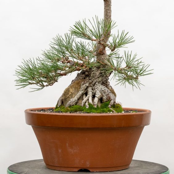 Refining a young root over rock black pine - Bonsai Tonight