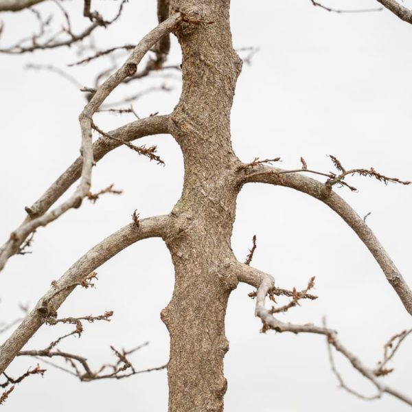 Defining the branch structure on a Korean hornbeam - Bonsai Tonight