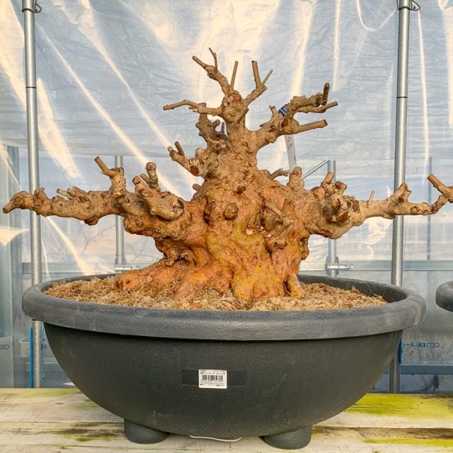 Massive field-grown satsuki azaleas - Bonsai Tonight