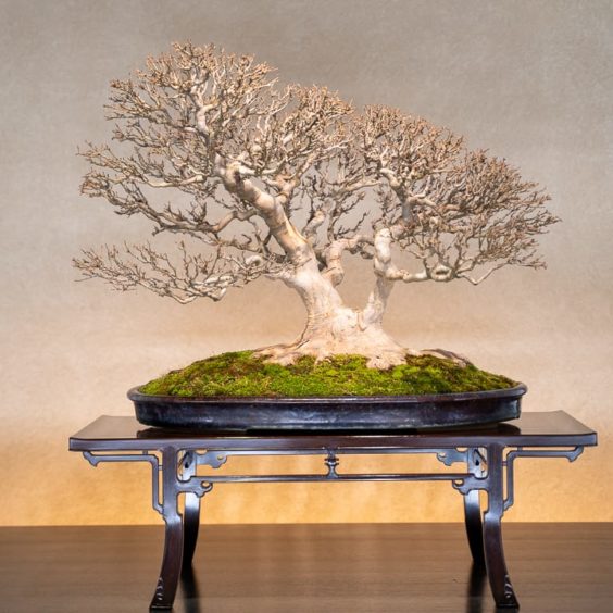 "Bonsai: Quest for Beauty" at the Omiya Bonsai Museum - Bonsai Tonight