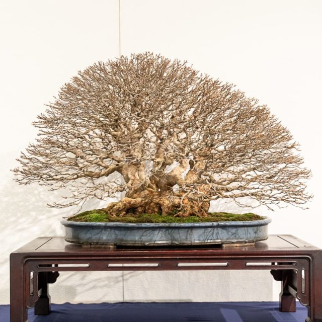 Kokufu 101: deciduous bonsai - Bonsai Tonight