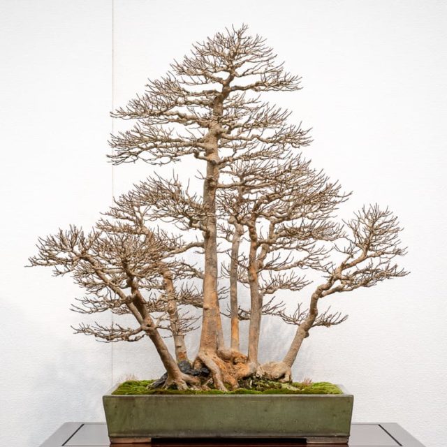 Kokufu 101: deciduous bonsai - Bonsai Tonight