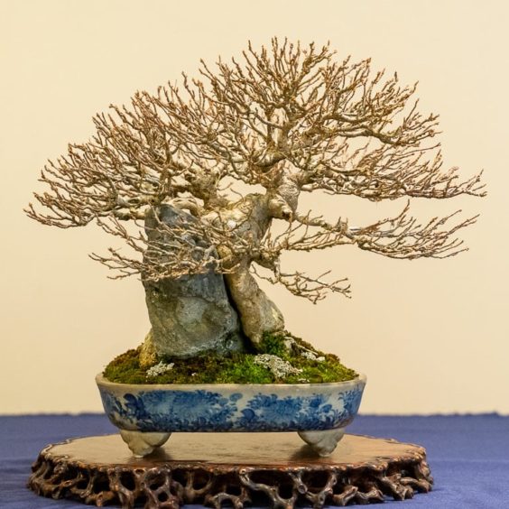 Kokufu 101: shohin - Bonsai Tonight