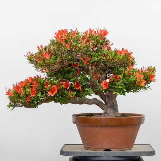 Kinsai satsuki azalea - Bonsai Tonight