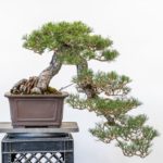 Decandling a cascade black pine in two stages - Bonsai Tonight