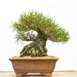 Decandling a shohin black pine - Bonsai Tonight