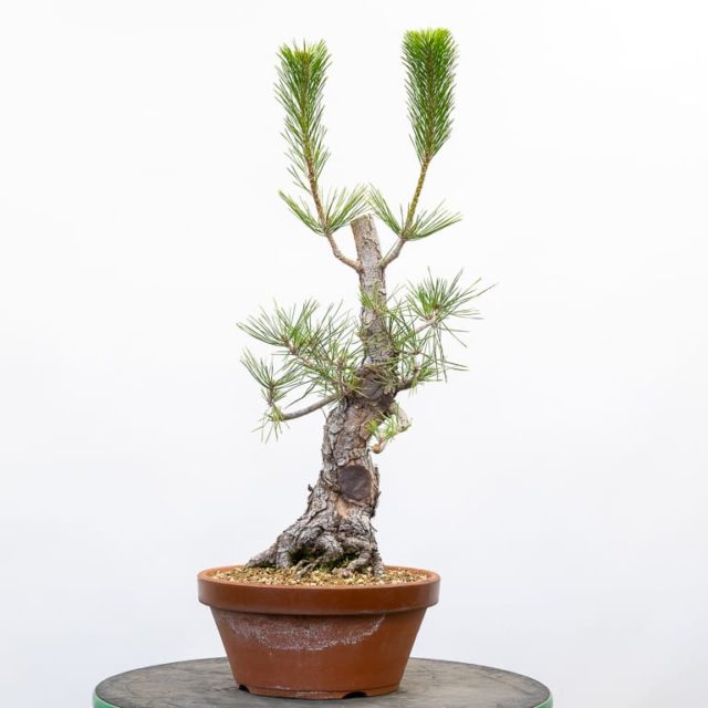 Cutback and decandling a field-grown black pine - Bonsai Tonight