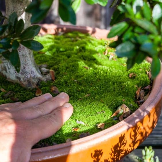 Watering conifers - Bonsai Tonight