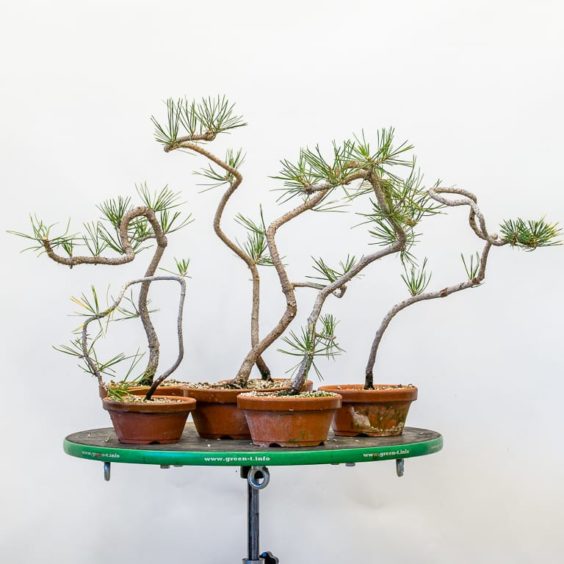 Decandling young bunjin pines - Bonsai Tonight