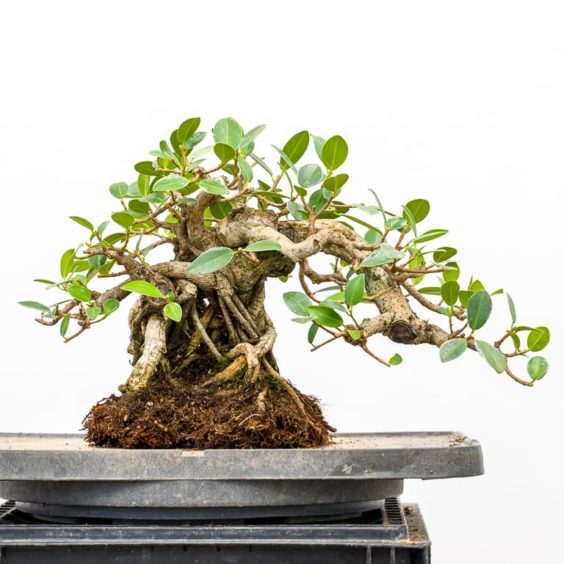 Pruning and repotting an exposed root ficus - Bonsai Tonight