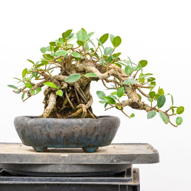 Pruning and repotting an exposed root ficus - Bonsai Tonight