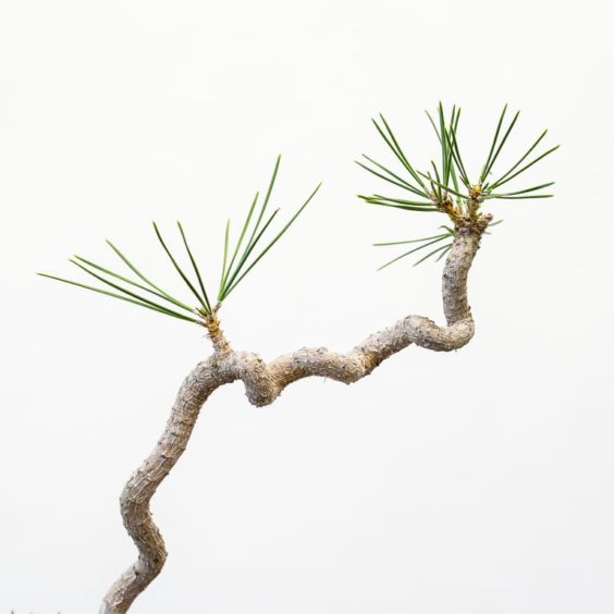 Decandling young bunjin pines - Bonsai Tonight