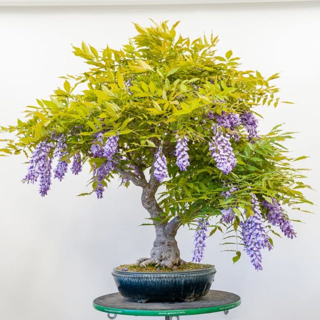 Bonsai Guides - Bonsai Tonight